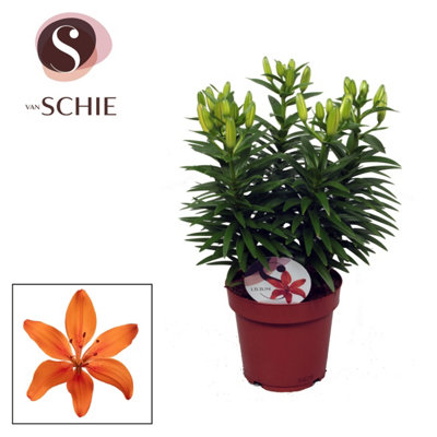 Lil Az Orange Matrix 5pp, 19cm Pot Size, 45cm Tall, Lily, Indoor Houseplant