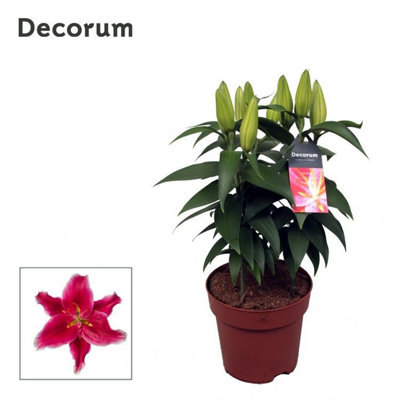 Lil Or Starlight Express 3pp, 17cm Pot Size, 50cm Tall, Lily, Indoor ...