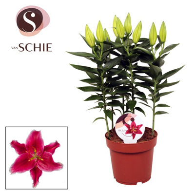 Lil Or Starlight Express 5pp, 19cm Pot Size, 55cm Tall, Lily, Indoor ...