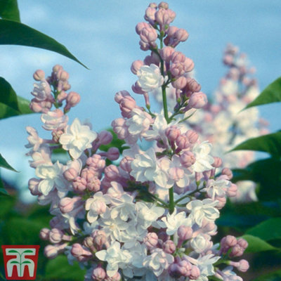 Lilac (Syringa) Beauty of Moscow 9cm Potted Plant x 2