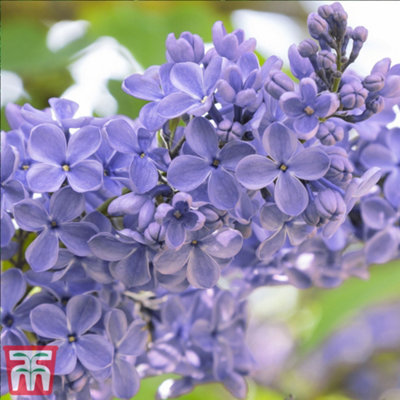 Lilac (Syringa) President Grevy 9cm Potted Plant x 1