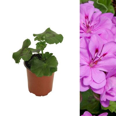 Lilac Trailing Geranium 1 x Plant in 9cm Pot - Summer Flowering Ivy ...