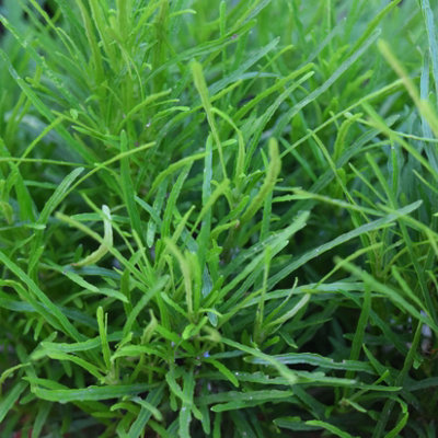 Lilaeopsis brasilensis (Brazilian Micro Sword) - 7cm Plug - Oxygenating ...