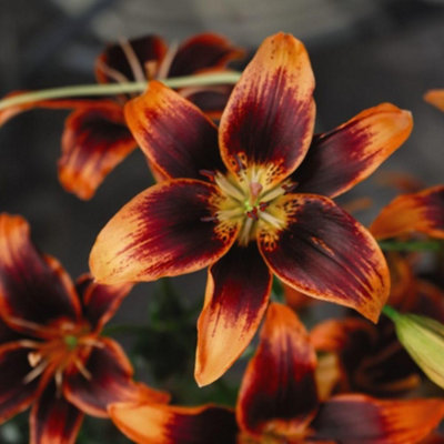 Lily Forever Susan 5 Bulbs - Summer Flowering