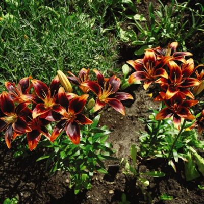 Lily Forever Susan 5 Bulbs - Summer Flowering