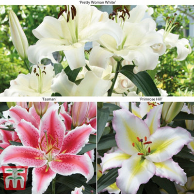 Lily 'Giant Flowered Collection' 30 bulbs (10 of each variety) | DIY at B&Q