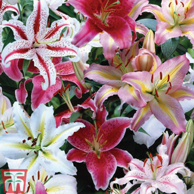 Lily (Lilium) Giant Oriental Collection 12 Bulbs