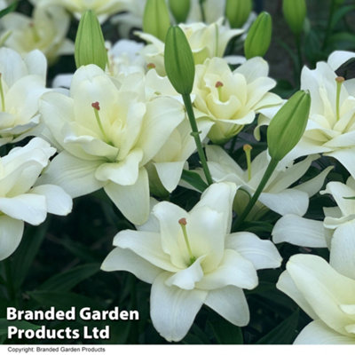 LILY (LILIUM) (POLLEN FREE) BELVEDERE 2 BULBS (SIZE 16/18)