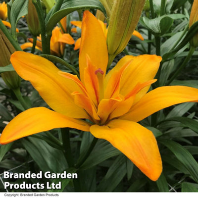 Lily (Lilium) (Pollen Free) Gold Twin 2 Bulbs (Size 14/16)