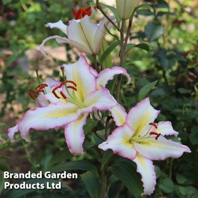 Lily (Lilium) Primrose Hill 10 Bulbs - Outdoor Garden Plants, Ideal for ...