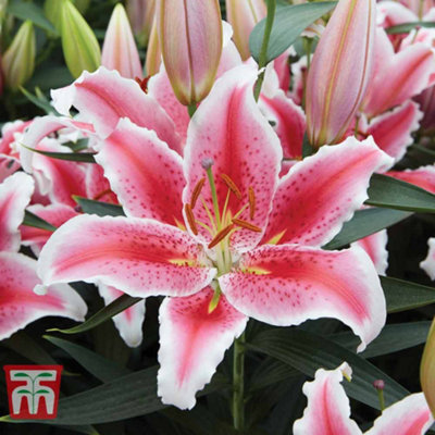 Lily (Lilium) Tasman Summer Flowering 5 Bulbs