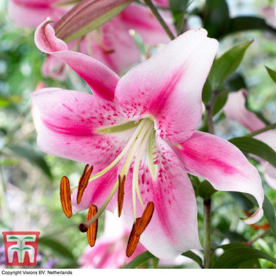 Lily (Lilium) Tree Anastasia 3 Bulbs - Outdoor Garden Plants, Ideal for ...