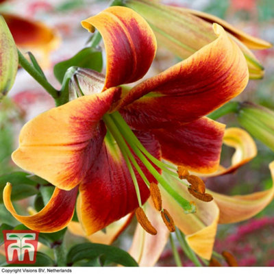 Lily (Lilium) Tree Debby 3 Bulbs - Outdoor Garden Plants, Ideal for ...