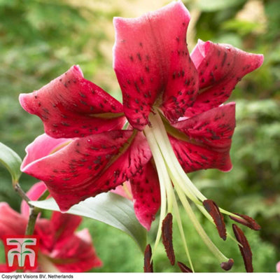 Lily (Lilium) Tree Miss Feya 3 Bulbs - Outdoor Garden Plants, Ideal for ...