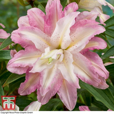 Lily (Lilium) Tree Monet 3 Bulbs - Outdoor Garden Plants, Ideal for ...