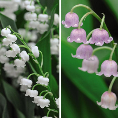 Lily Of The Valley Collection 20 Pips