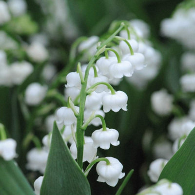 Lily of the Valley White 7 Pips