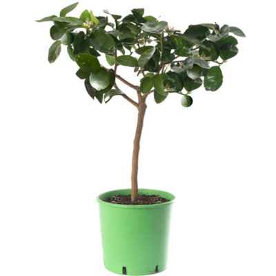 Lime Tree - Outdoor Fruit Tree, Grow Your Own Tasty Fruits, Ideal Size ...
