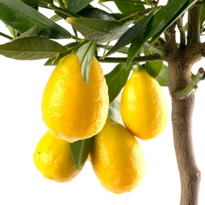 Limequat Tree - Outdoor Fruit Tree, Grow Your Own Tasty Fruits, Ideal ...