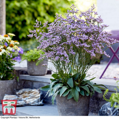 Limonium Dazzle Rocks 9cm Potted Plant x 3