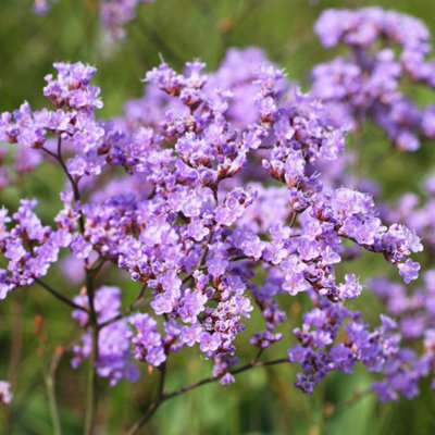 Limonium gmelinii Siberian Statice Seeds - Hardy Perennial Cut & Dried ...