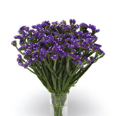 LIMONIUM SINUATUM DARK BLUE FLORAL CUT FLOWER PLANT 6 PLUG PLANTS