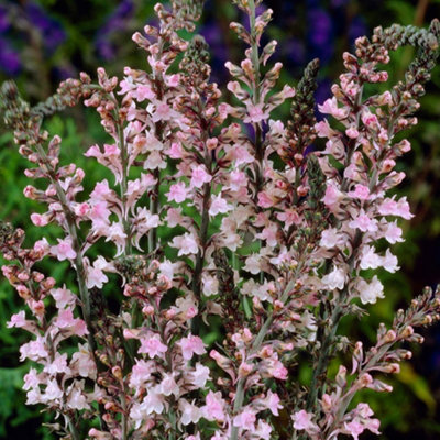 Linaria Purpurea Toadflax Hardy Perennial Purple Flower Cottage Garden ...