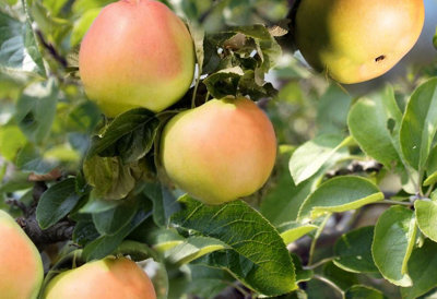 Lincolnshire Fruits Arthur turner Potted Apple 12 Litre Tree