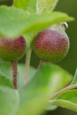 Lincolnshire Fruits Chivers Delight Bareroot Apple 12 Litre Tree