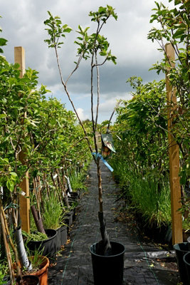 Lincolnshire Fruits Christmas Pippin Potted Apple 12 Litre Tree