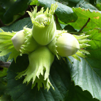 Lincolnshire Fruits Cosford Cobnut Bareroot 7 Litre