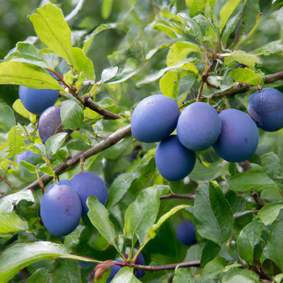 Lincolnshire Fruits Farleigh Damson Tree 7 Litre Potted