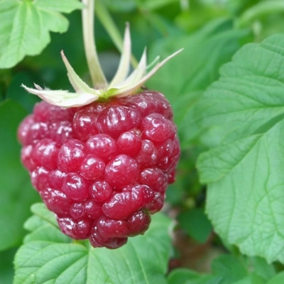 Lincolnshire Fruits Glen Ample Potted 7 Litre (Raspberry)