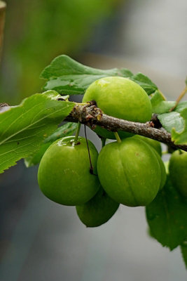 Lincolnshire Fruits Golden Sphere Potted 7 Litre