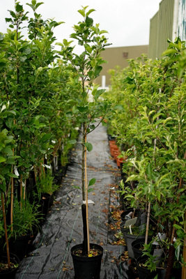 Buy Lincolnshire Fruits Howgate Wonder Bareroot Apple 7 Litre Tree at B&Q