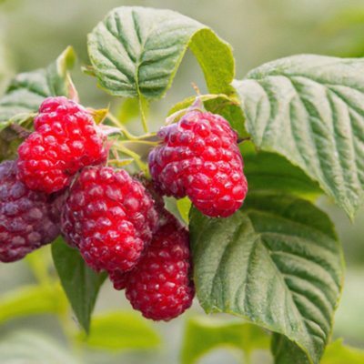 Lincolnshire Fruits Japanese Wineberry Potted 3 Litre (Raspberry)