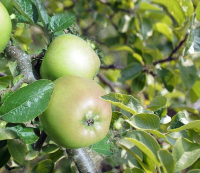 Lincolnshire Fruits Lord Derby Potted Apple 7 Litre Tree at B&Q
