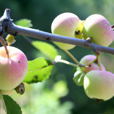 Lincolnshire Fruits Pixie Bareroot Apple 7 Litre Tree