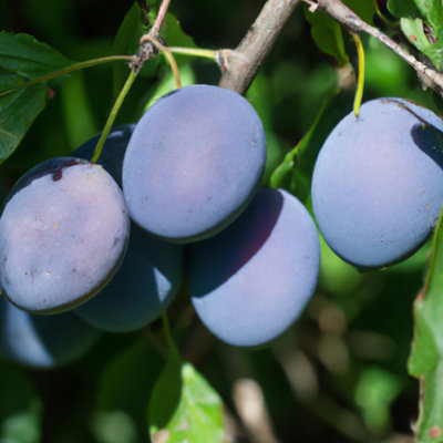 Lincolnshire Fruits Prune Damson (Shropshire damson) 12 Litre Tree Bareroot