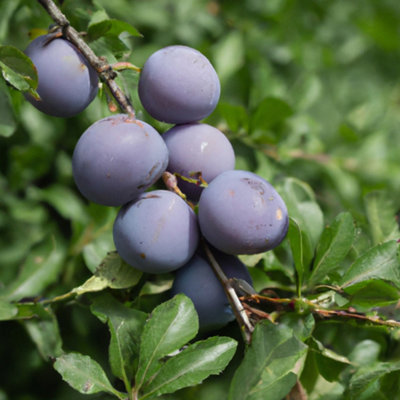 Lincolnshire Fruits Prune Damson (Shropshire damson) 12 Litre Tree Bareroot