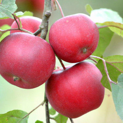 Lincolnshire Fruits Red Devil Bareroot Apple 12 Litre Tree