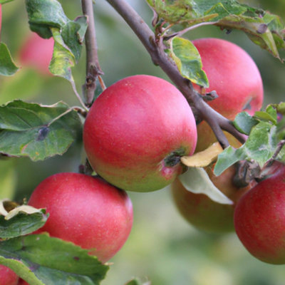 Lincolnshire Fruits Red Windsor - (sweet lillibet) Potted Apple 7 Litre ...