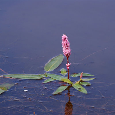 Lincolnshire Pond Plants Ltd Marginal Plants - Pond Plants (Polygonum ...
