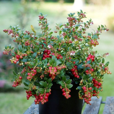Lingonberry Fireballs Fruit Bush Vaccinium Fruiting Berry Shrub Plant ...