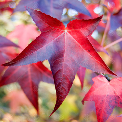 Liquidambar Lane Roberts Tree - Star-Shaped Crimson Red Leaves, Vibrant ...