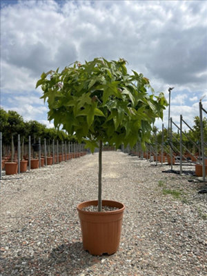 Liquidambar Styraciflua Gum Ball 1/4 Standard Lollipop Ornamental Tree ...