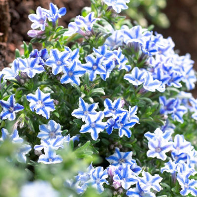 Lithodora Blue Star - Vibrant Blue Ground Cover, Moderate Height (30 ...