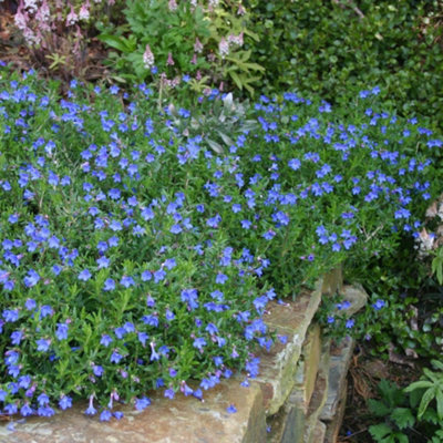 Lithodora Diffusa Heavenly Blue 1 Litre Potted Plant x 2