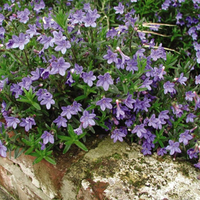 Lithodora Diffusa Heavenly Blue 9cm Potted Plant x 1