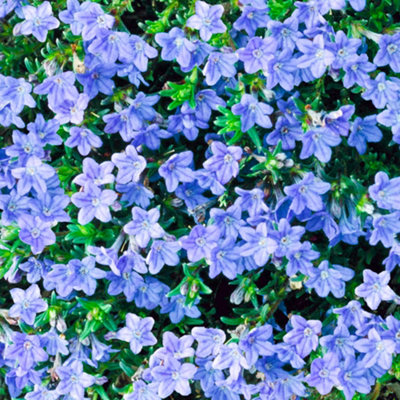 Lithodora Heavenly Blue - Intense Blue Ground Cover, Outdoor Plant (10 ...